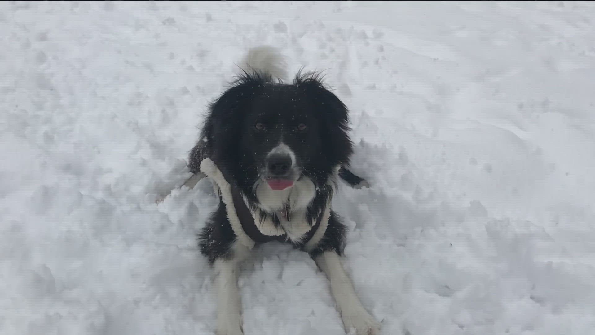 Tips to keep your pets safe as winter weather hits Idaho | ktvb.com