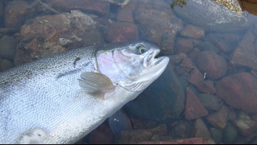 5-year-old Boise snowboarder Cash Rowley goes viral online | ktvb.com
