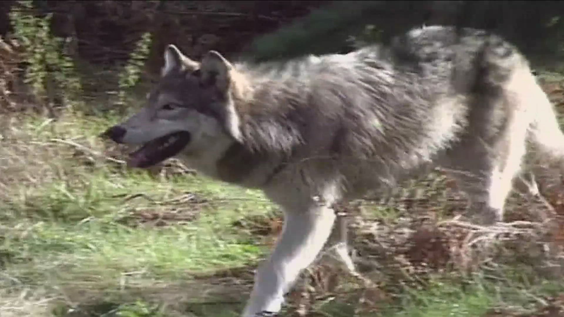 Idaho limits wolf trapping again to protect endangered grizzly bears ...