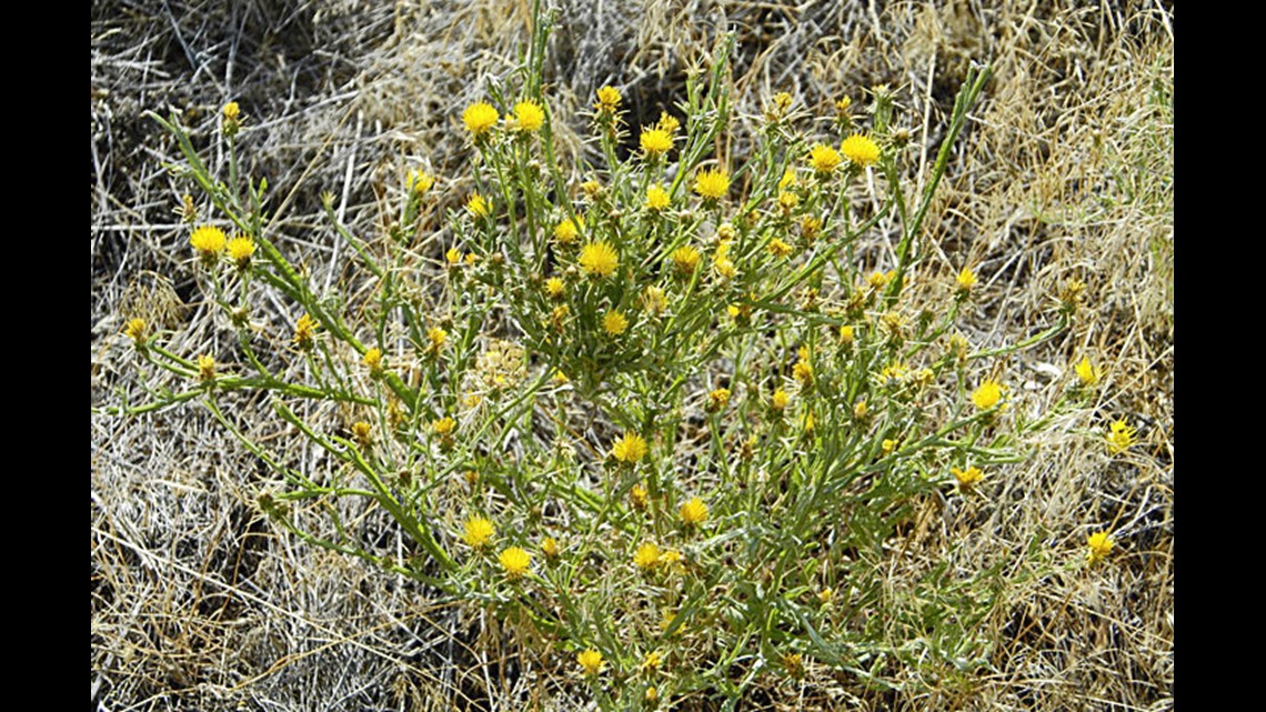 US approves releasing non-native insect to control thistle | ktvb.com