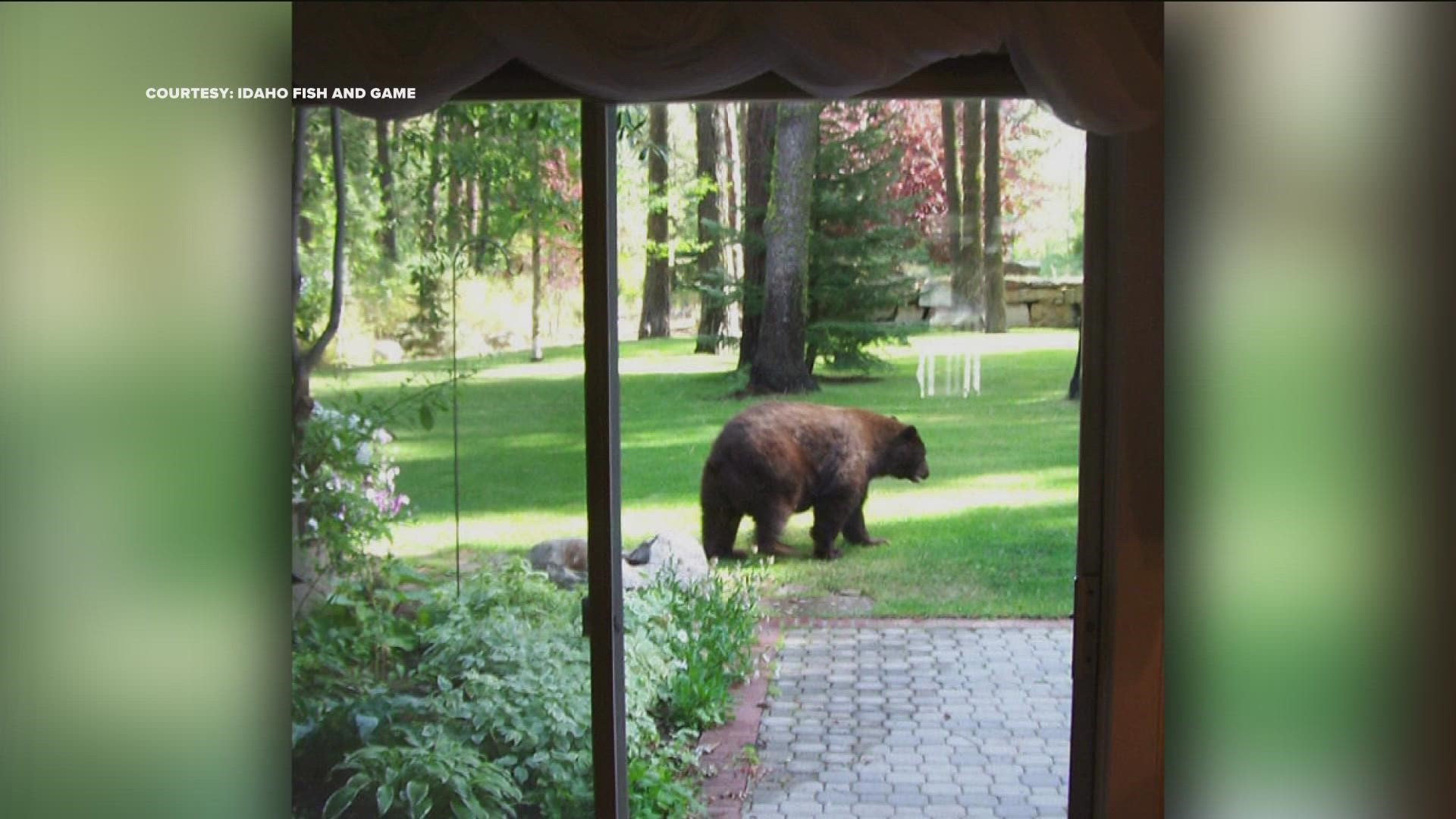 Fish And Game Black Bear Encounter Involving Hiker And Her Dog Ktvb