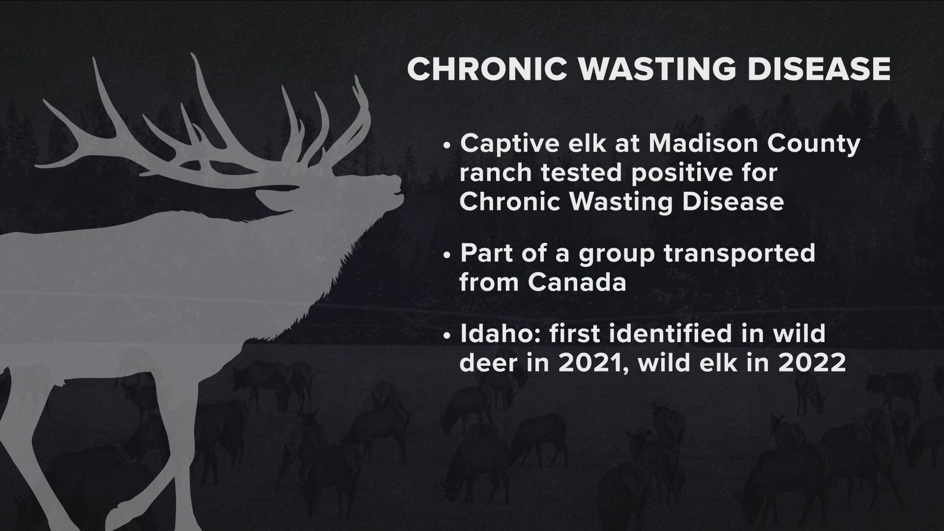 Elk tests positive for chronic wasting disease in east Idaho | ktvb.com