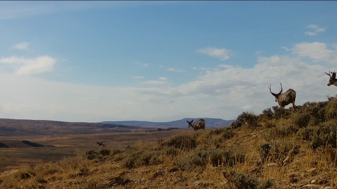 Idaho Fish and Game encouraging hunters to provide samples for Chronic ...