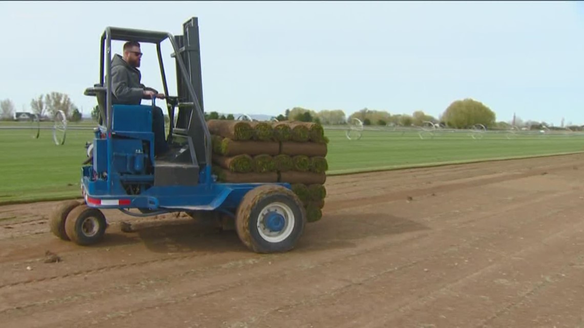 You Can Grow It: Sod farms provide instant lawns | ktvb.com