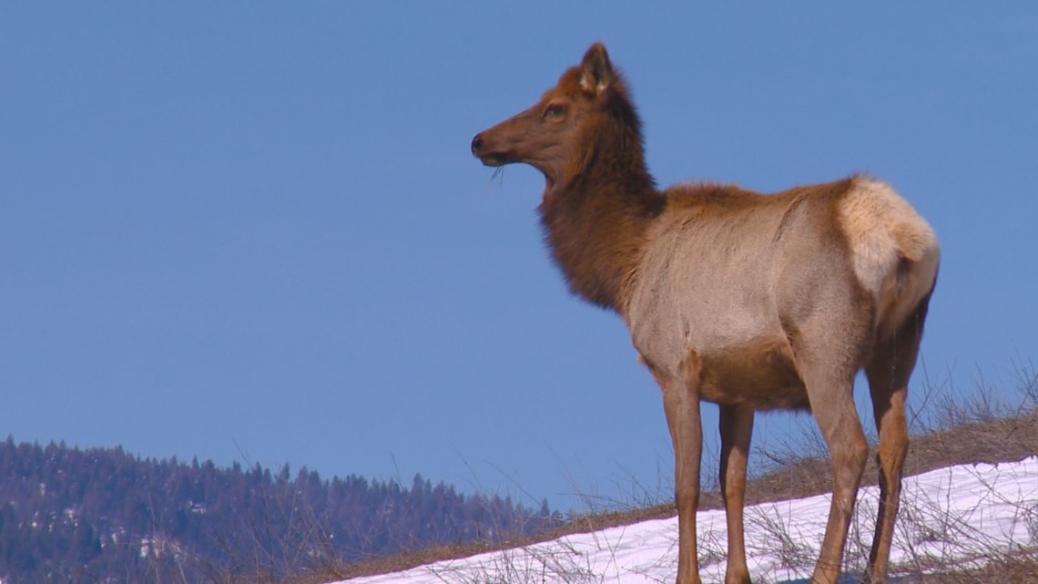 'We have a very healthy elk population': Idaho Fish & Game responds to ...