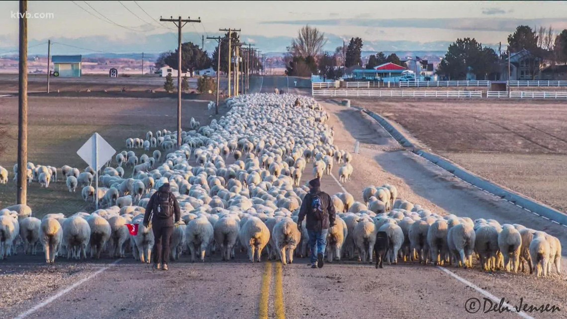 Sheep drive in Caldwell | ktvb.com