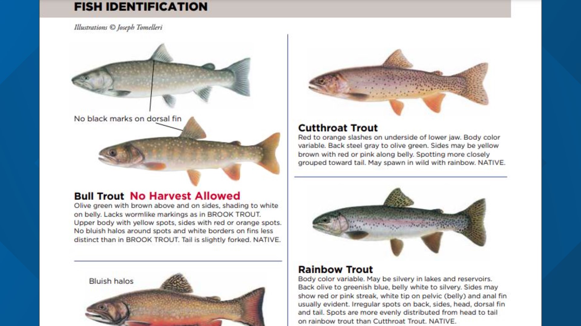 Idaho Fishing Guide: Rules, gear and where to find the best spots ...