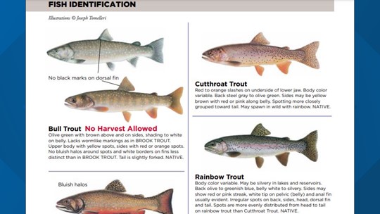 Idaho Fishing Guide: Rules, gear and where to find the best spots ...