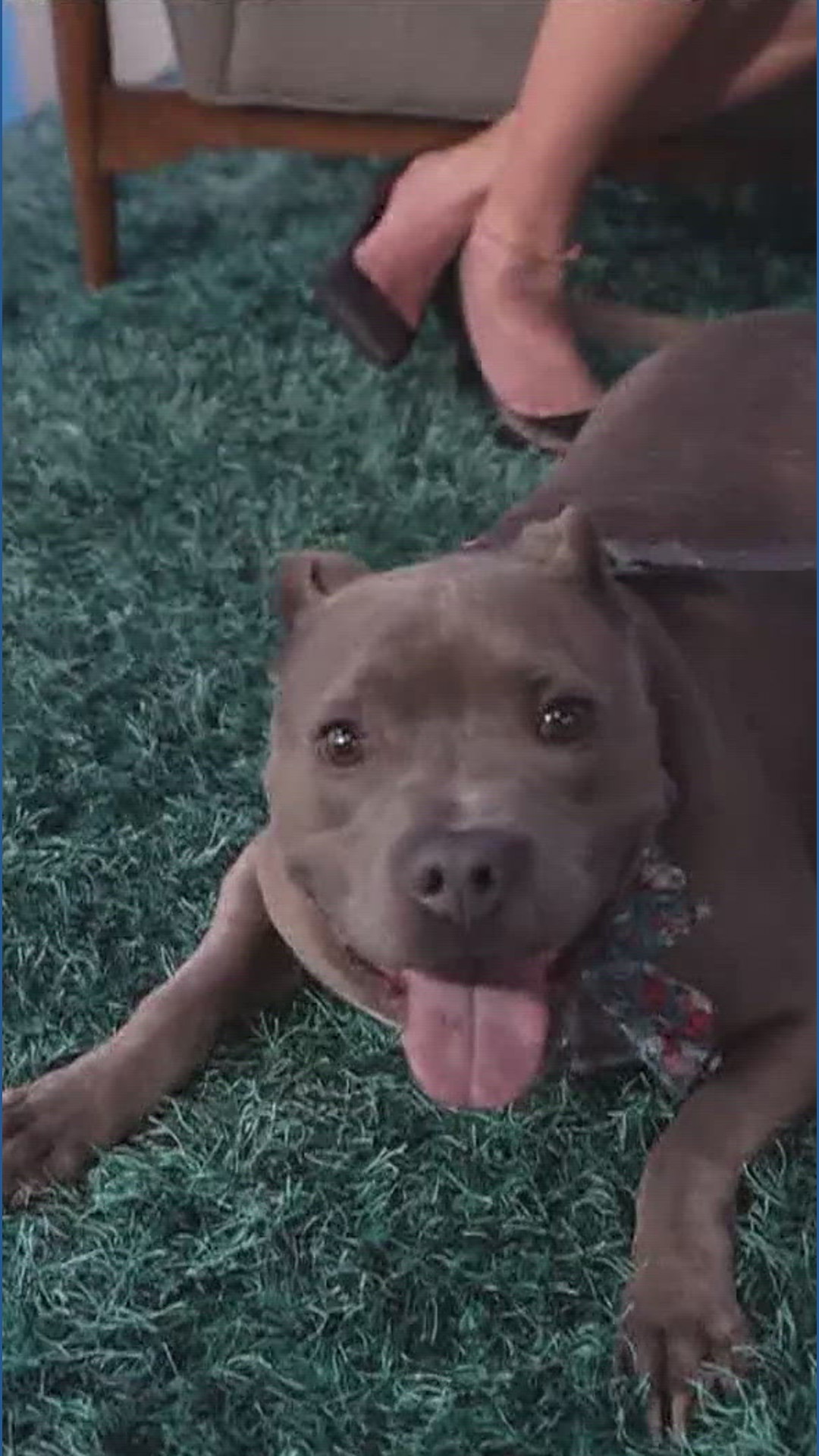 Gabby is pure joy and full of holiday cheer | ktvb.com