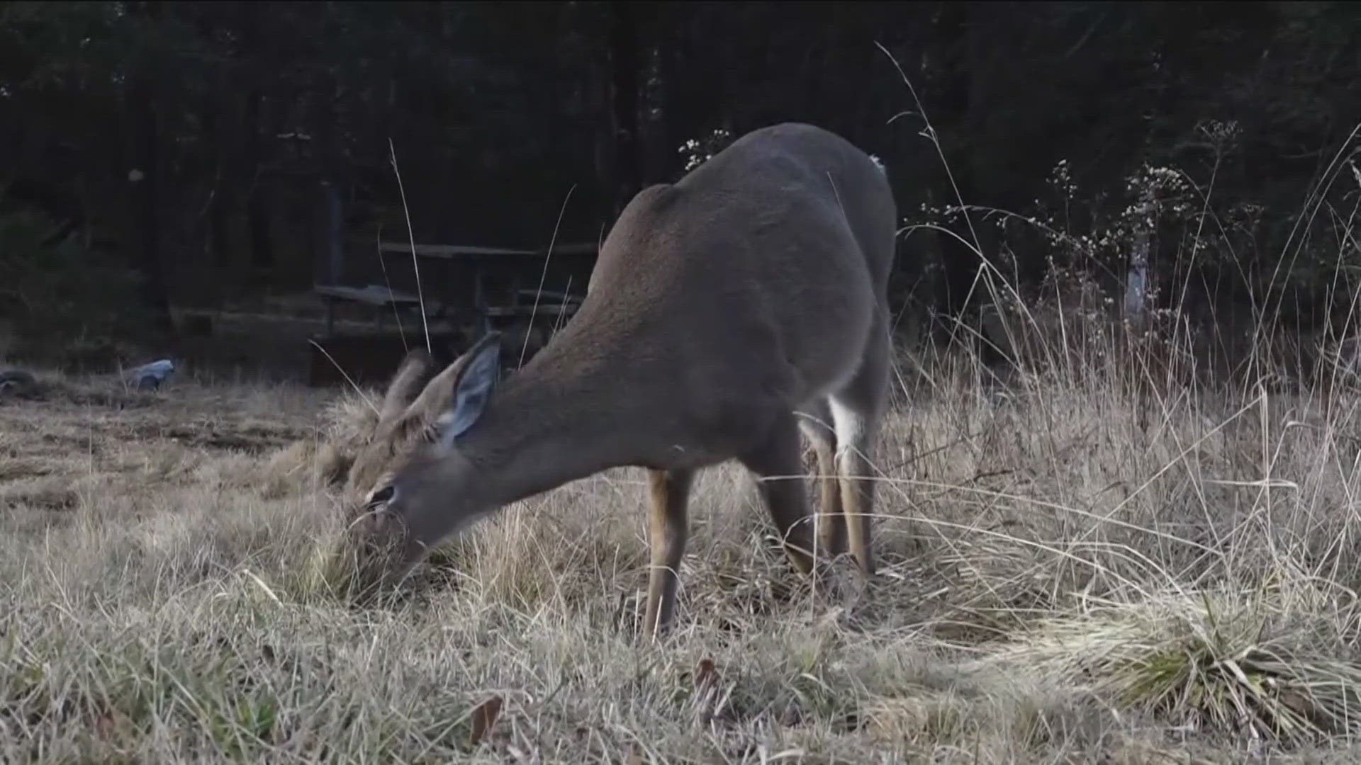 Idaho Fish and Game seeks public input on updated strategic plan | ktvb.com