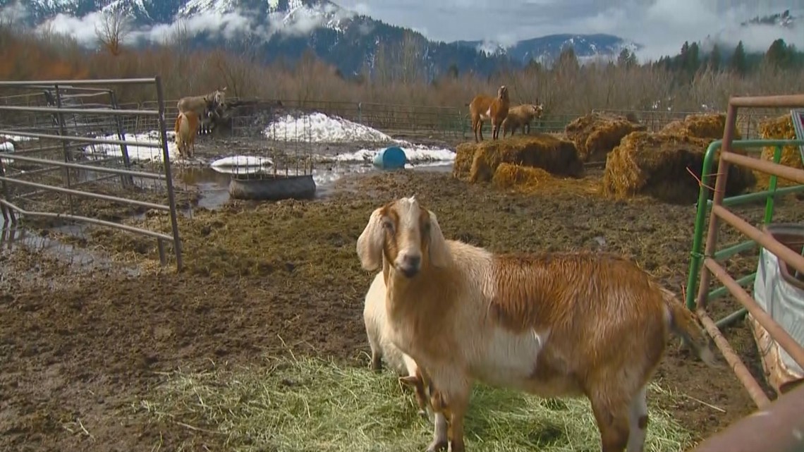 Goat packing gains toehold, but feds want forests goat-free | ktvb.com