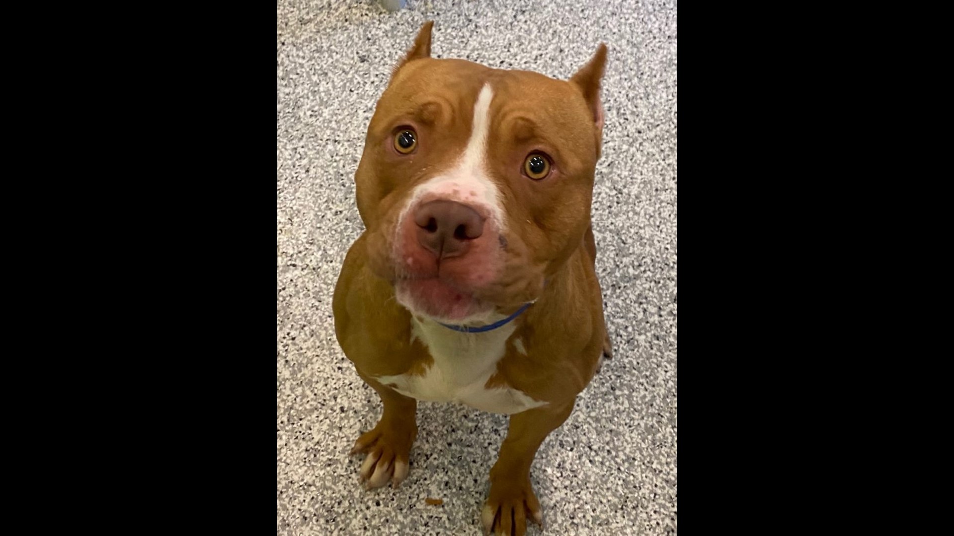 PHOTOS: Lots of dogs, puppies in Boise need forever homes | ktvb.com