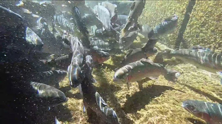 Idaho lumber company leader Tom Schultz named head of US Forest Service ...