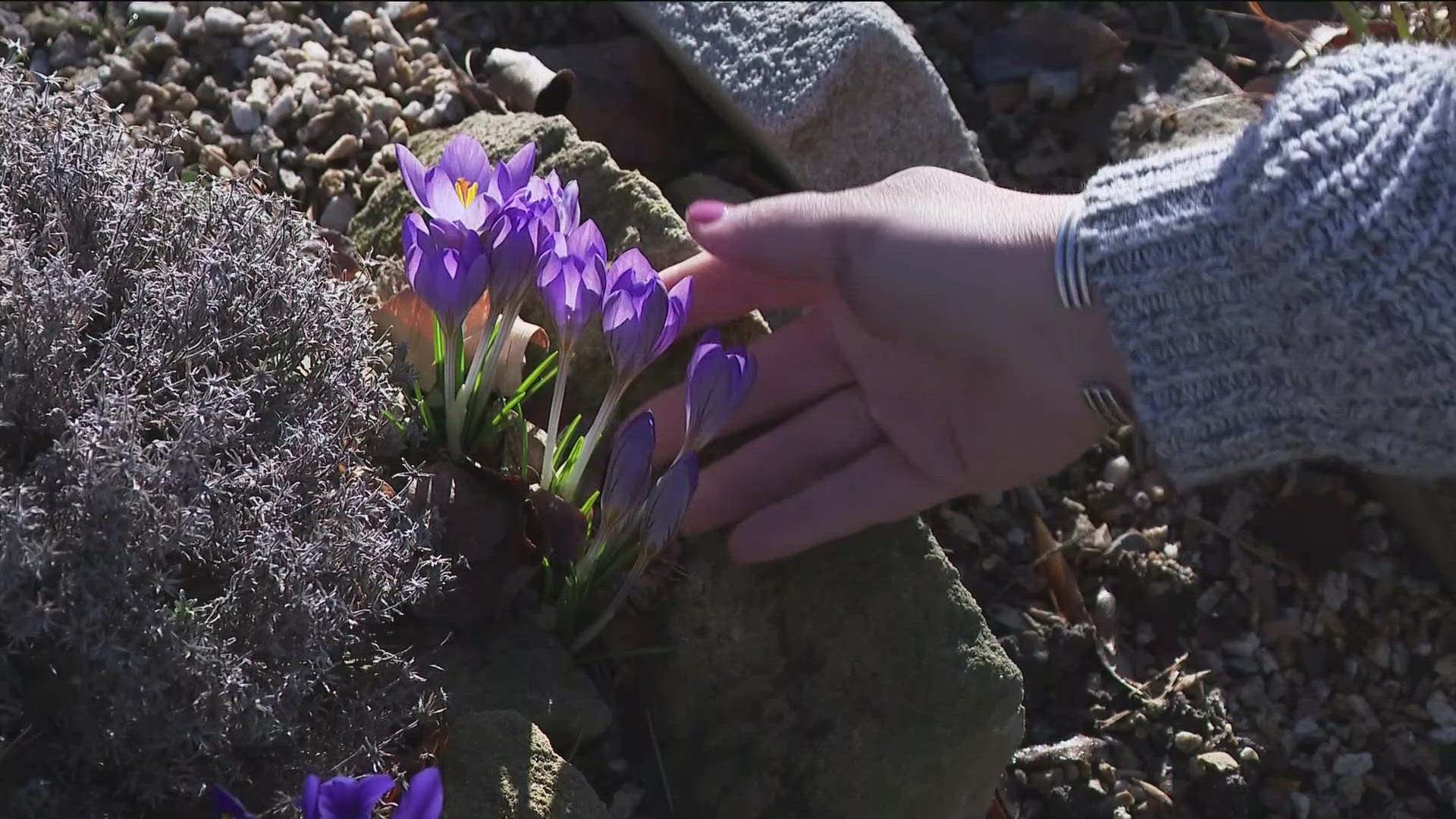 Environment Northwest: False spring shifts timing for plants and ...