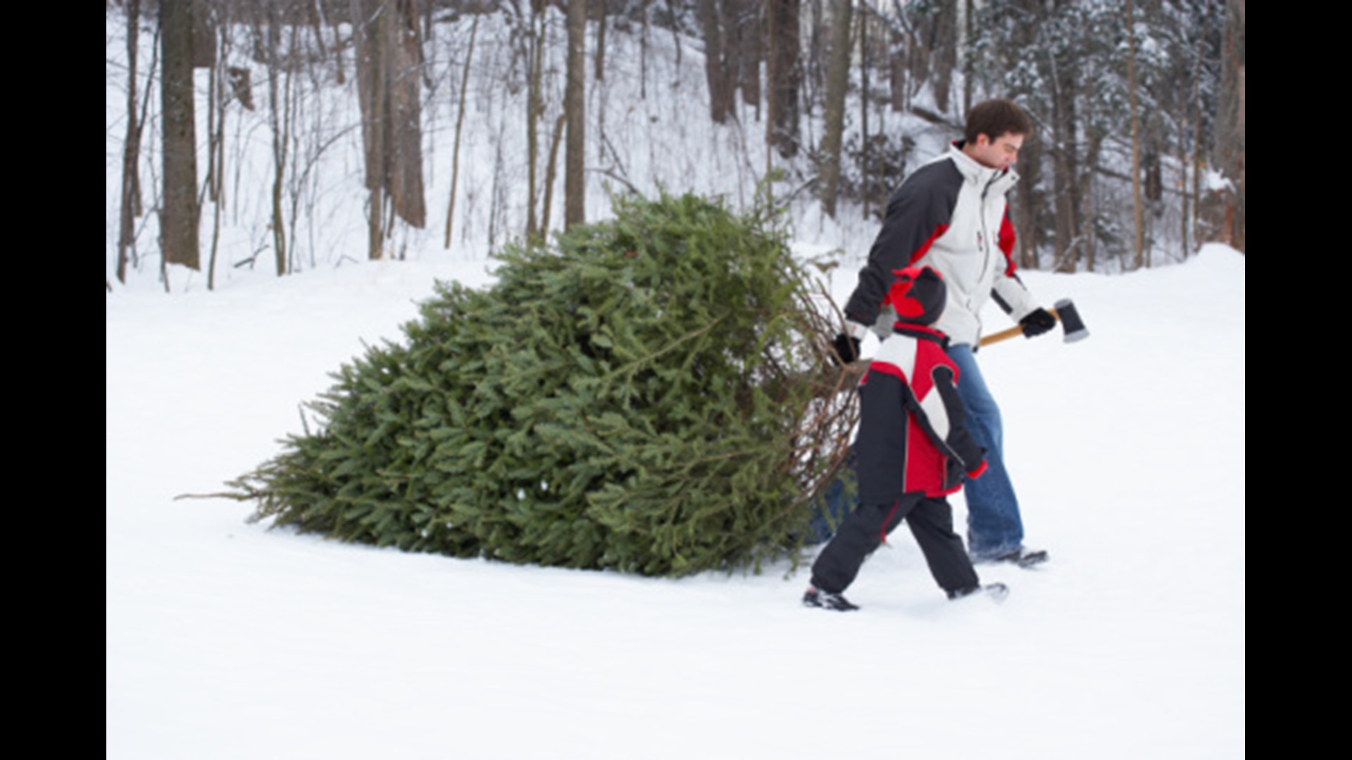 Christmas tree permits go on sale Saturday | ktvb.com