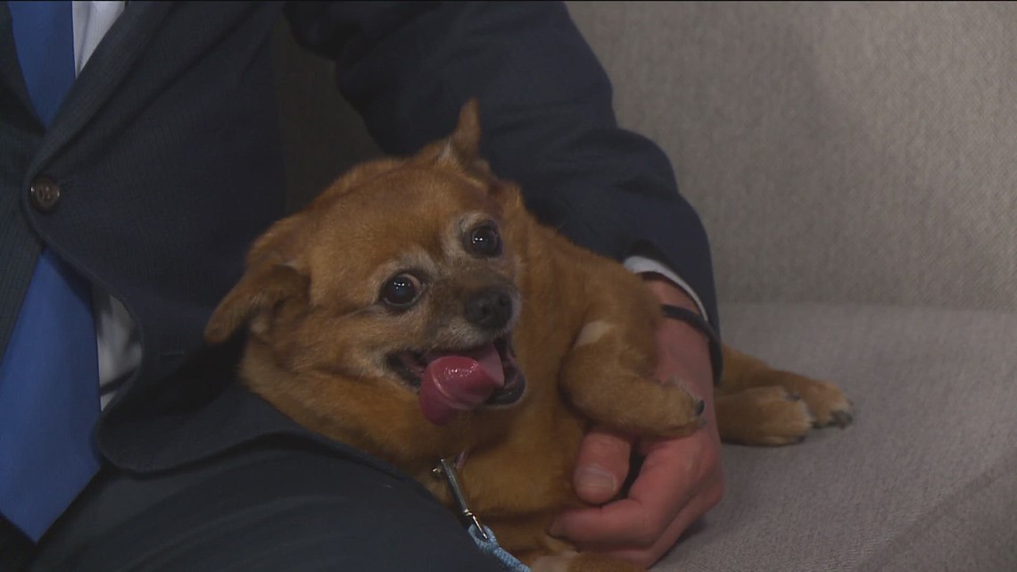 Pet Week: Meet Stella at Idaho Humane Society | ktvb.com