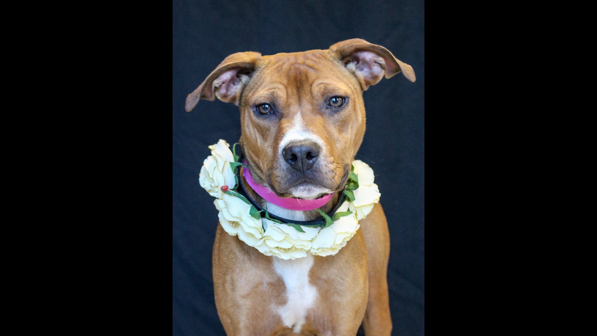 PHOTOS: Lots of dogs, puppies in Boise need forever homes | ktvb.com