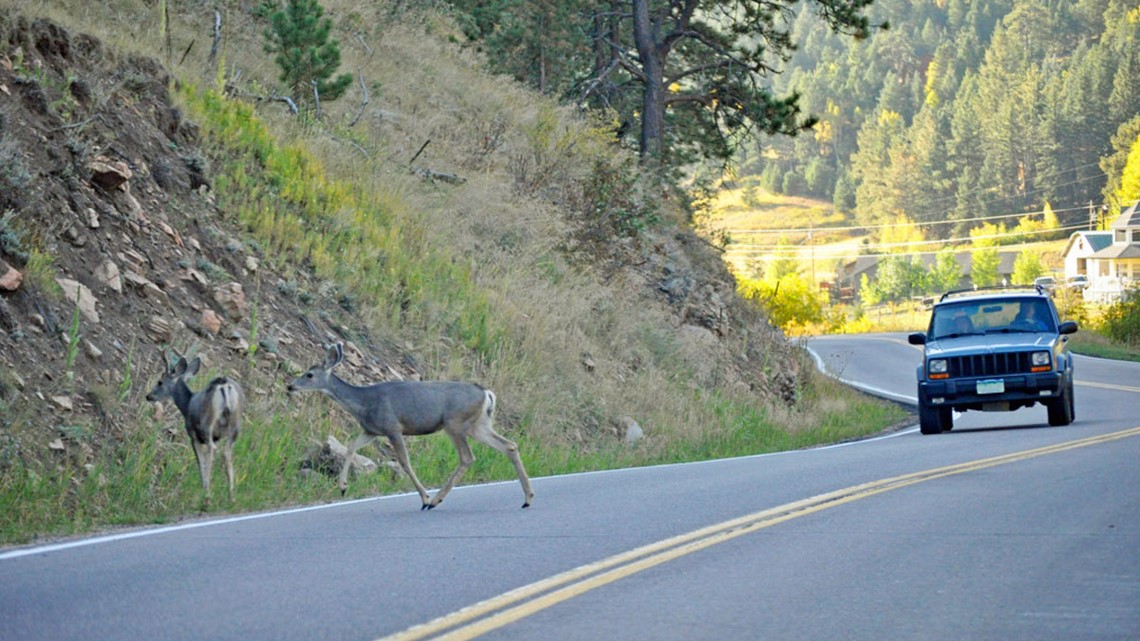 Gov. Otter signs roadkill bill into law | ktvb.com