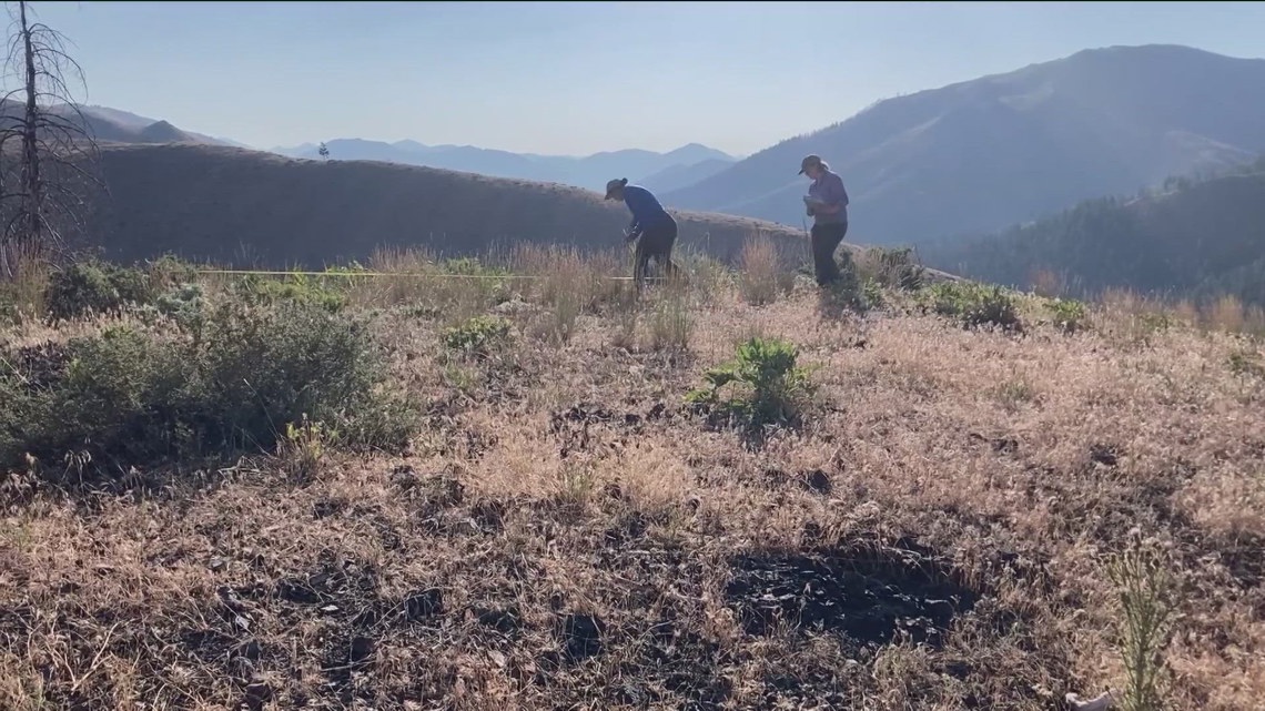 Targeted Grazing study aims to prevent wildfires | ktvb.com