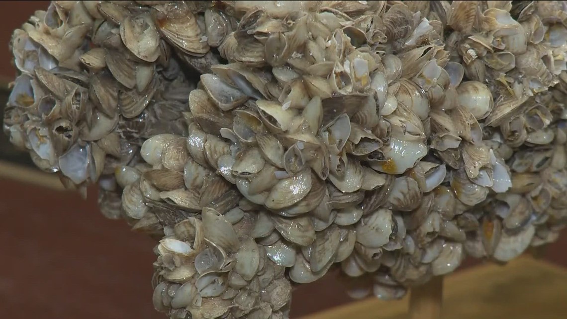 Town Hall briefing in Twin Falls about quagga mussel invasion ...
