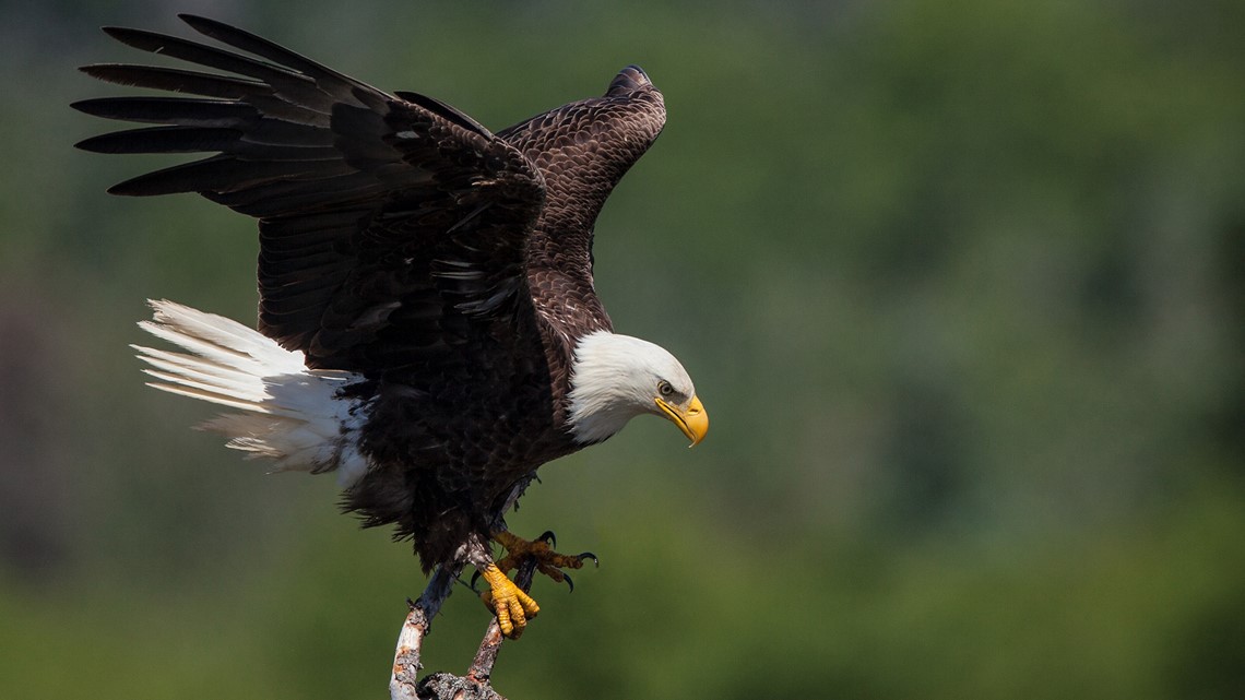 Officials: Bald eagles kill 54 sheep at farm in Idaho | ktvb.com