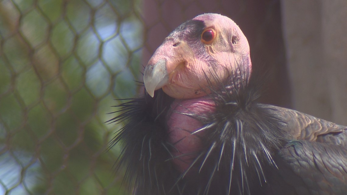 Nez Perce tribe hold ceremony to welcome California Condor hatchling ...