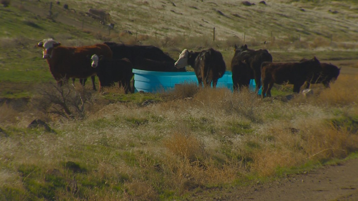 BLM using cattle to decrease wildfire risk | ktvb.com