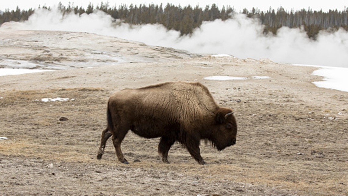 Tourist gored by bison in Yellowstone National Park | ktvb.com