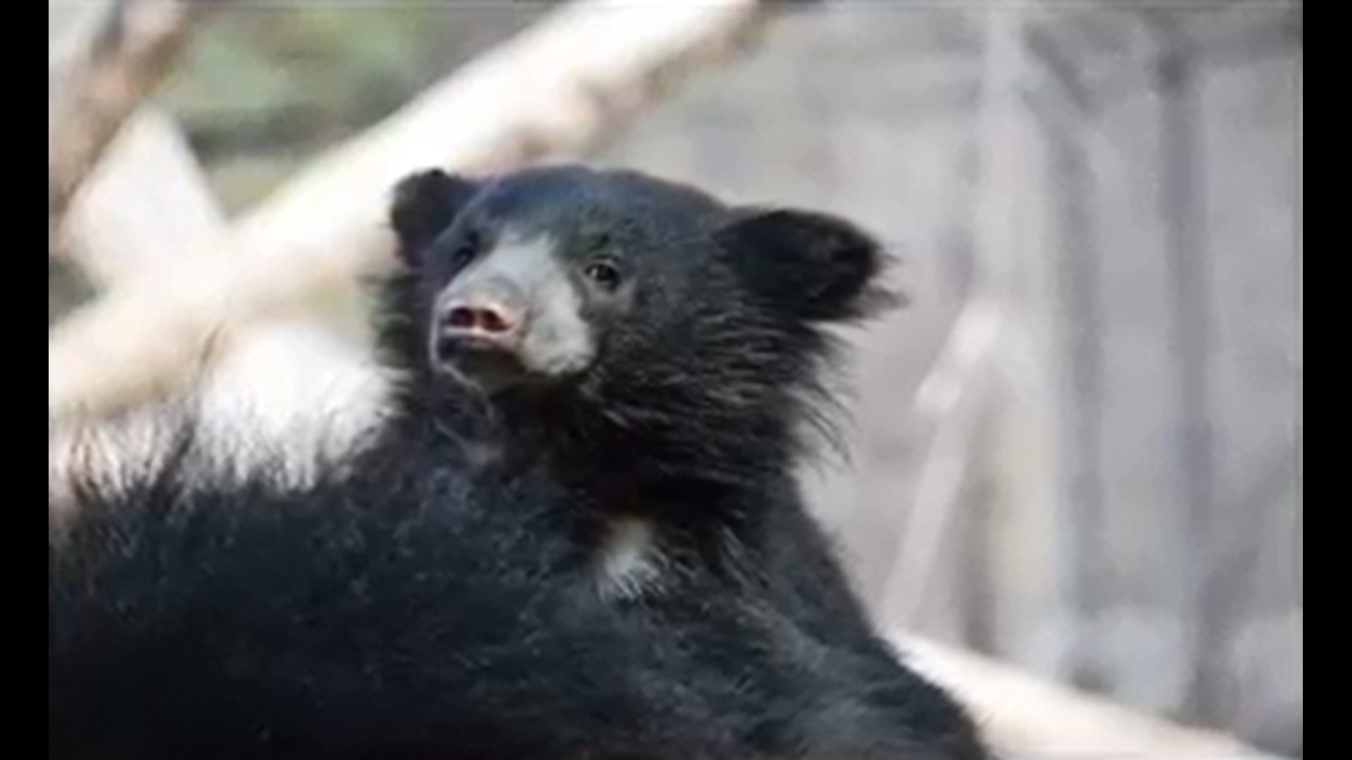 Sloth bear cub leaving Idaho zoo for species survival effort | ktvb.com