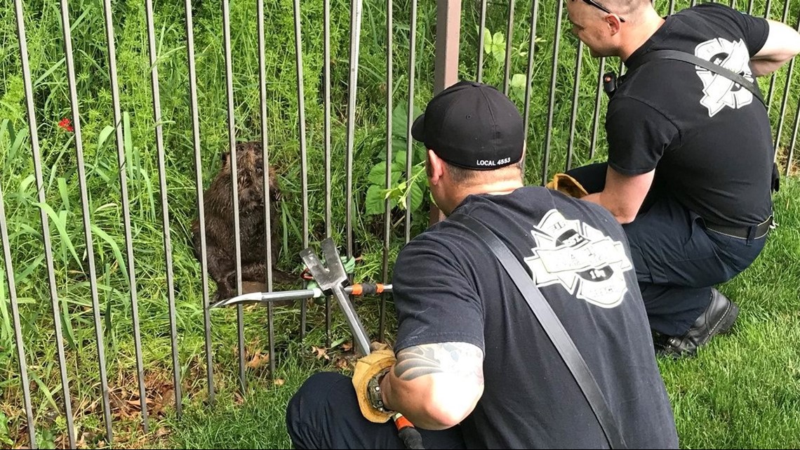 Eagle firefighters rescue beaver stuck in fence | ktvb.com
