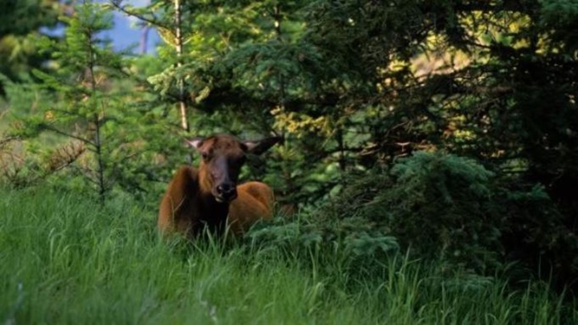 Woman badly hurt in Yellowstone cow elk attack | ktvb.com