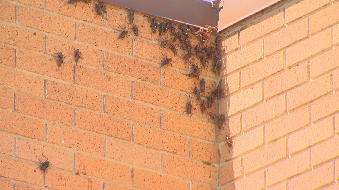 Mormon crickets invade town of Murphy | ktvb.com