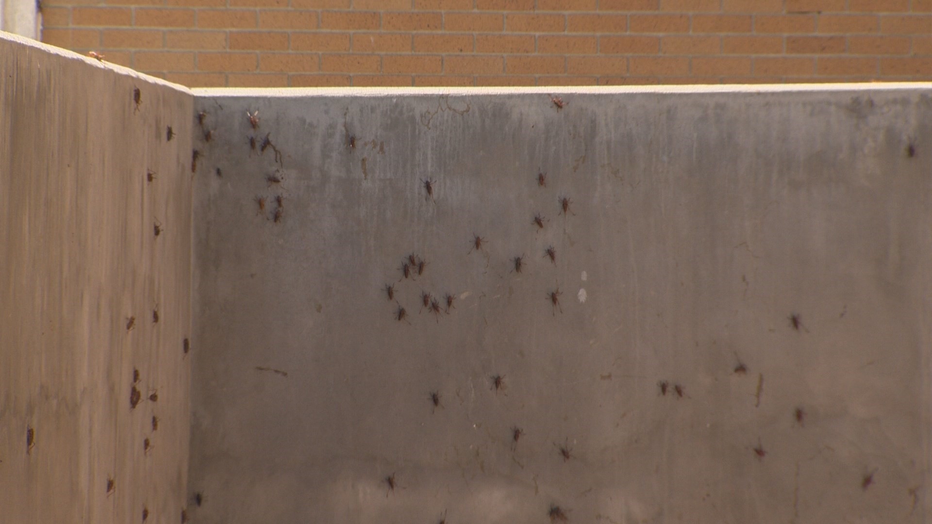 Mormon crickets invade town of Murphy | ktvb.com