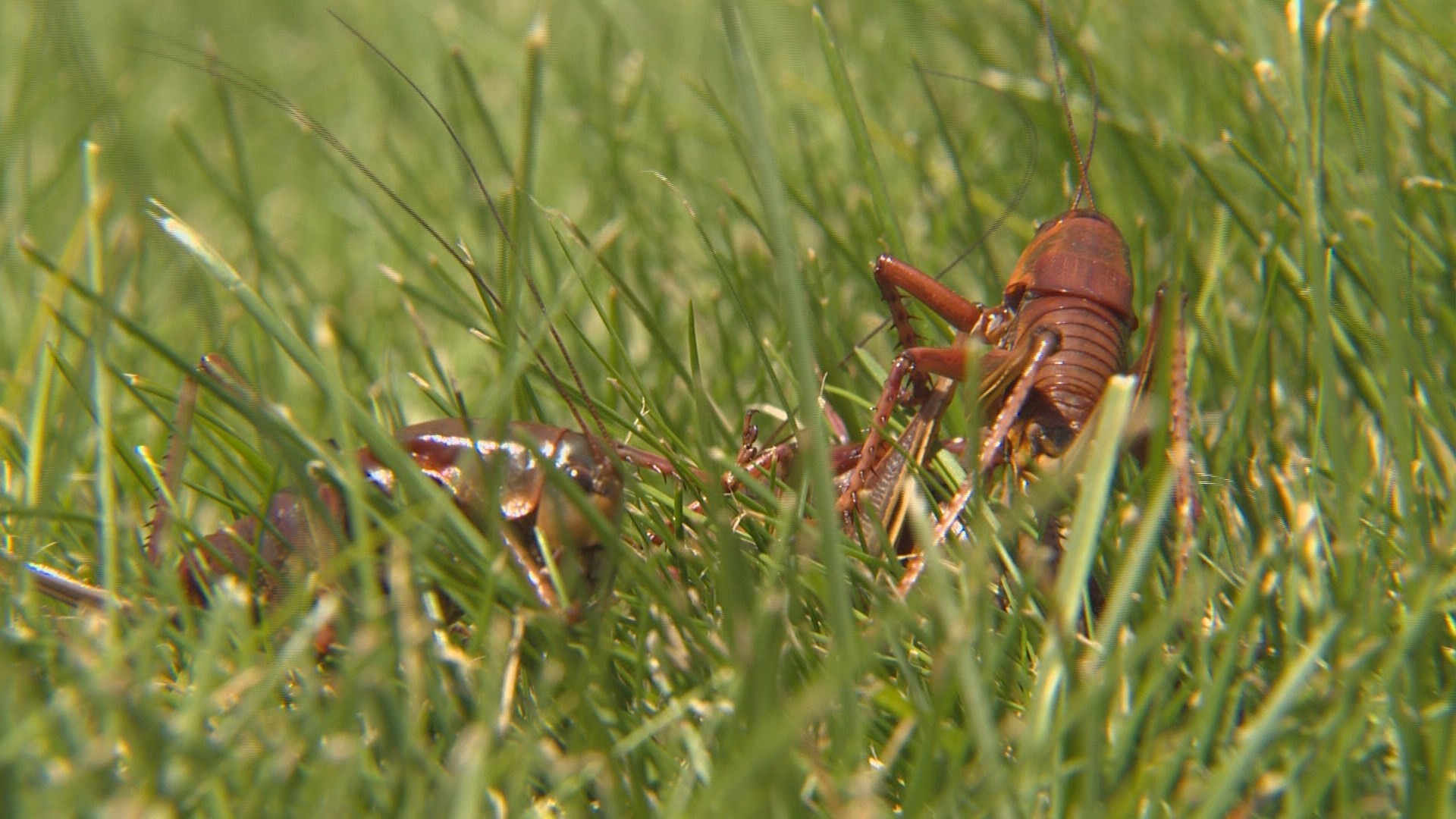 Mormon crickets invade town of Murphy | ktvb.com