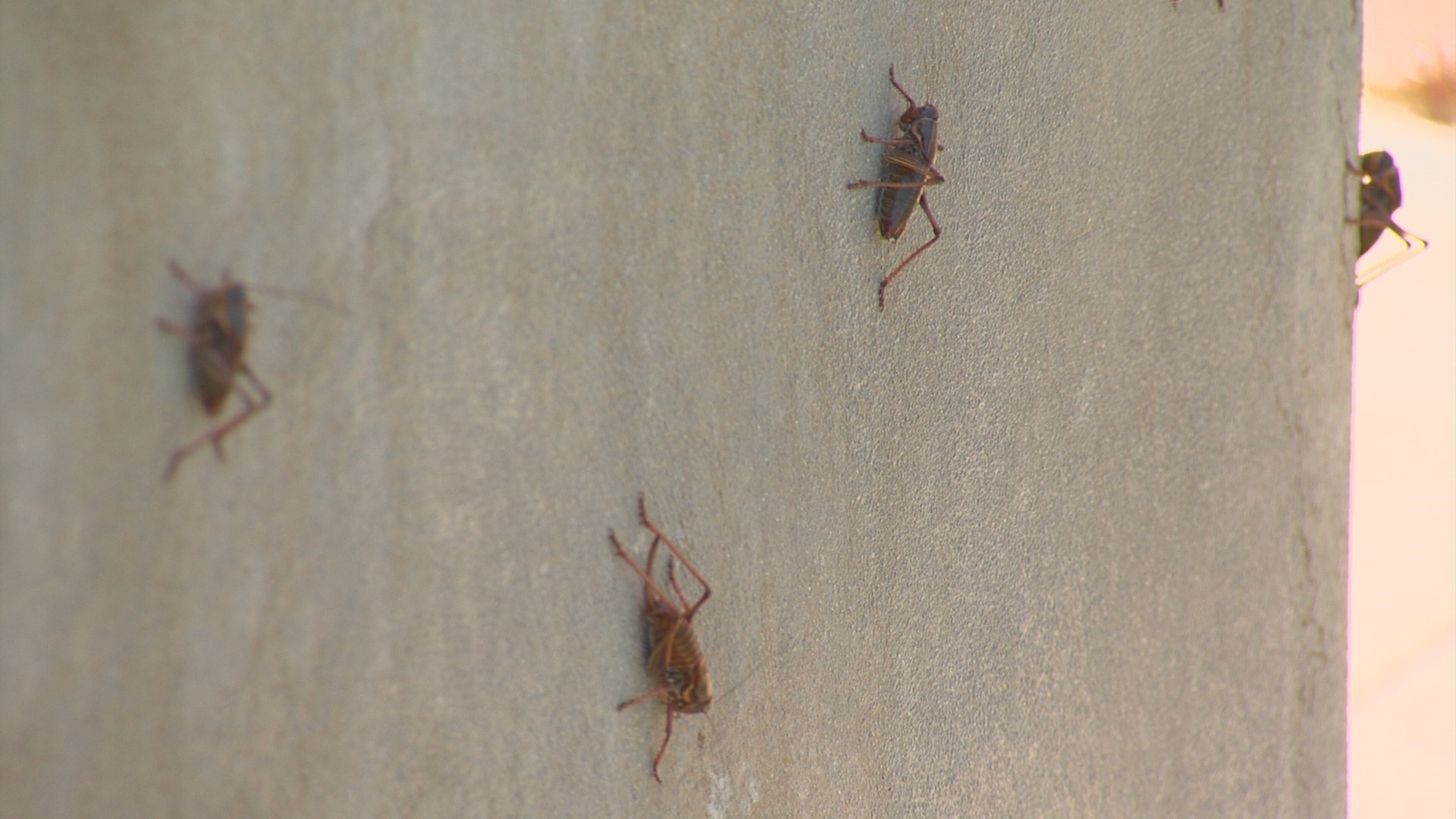 Mormon crickets invade town of Murphy | ktvb.com