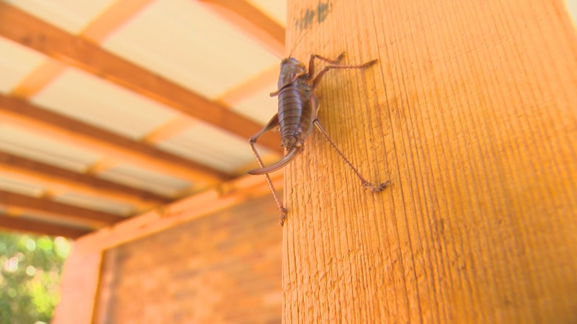 Mormon crickets invade town of Murphy | ktvb.com