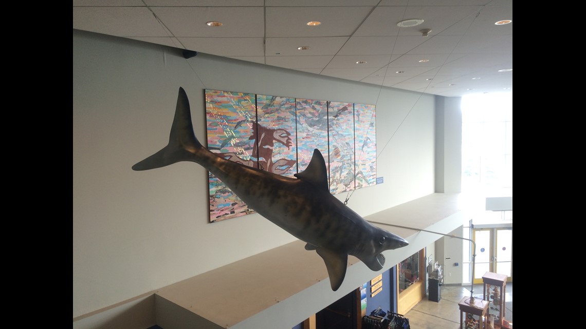 'Buzzsaw Shark' fossil unearthed in eastern Idaho | ktvb.com