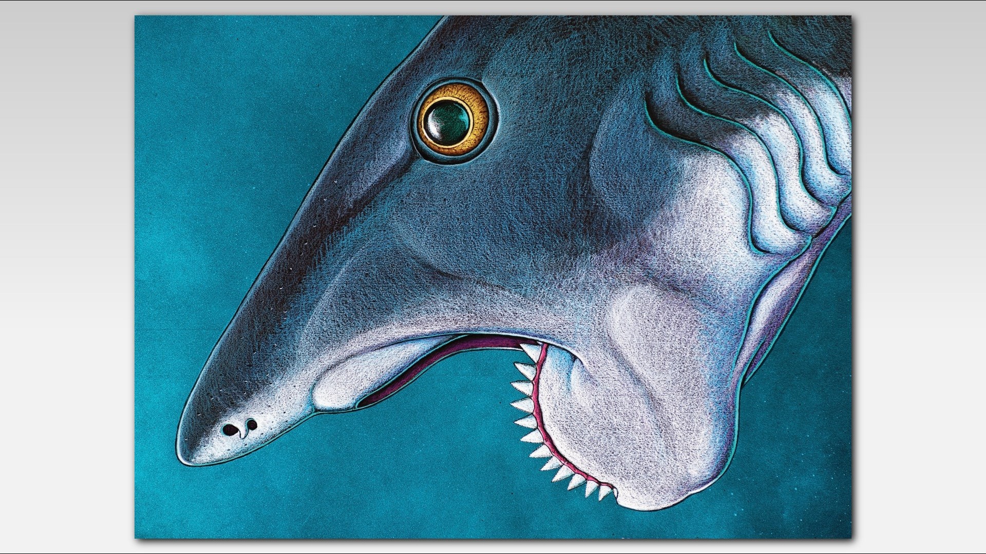 'Buzzsaw Shark' fossil unearthed in eastern Idaho | ktvb.com