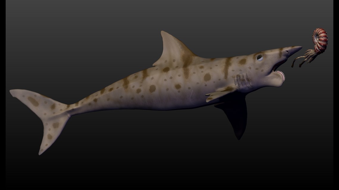 'Buzzsaw Shark' fossil unearthed in eastern Idaho | ktvb.com