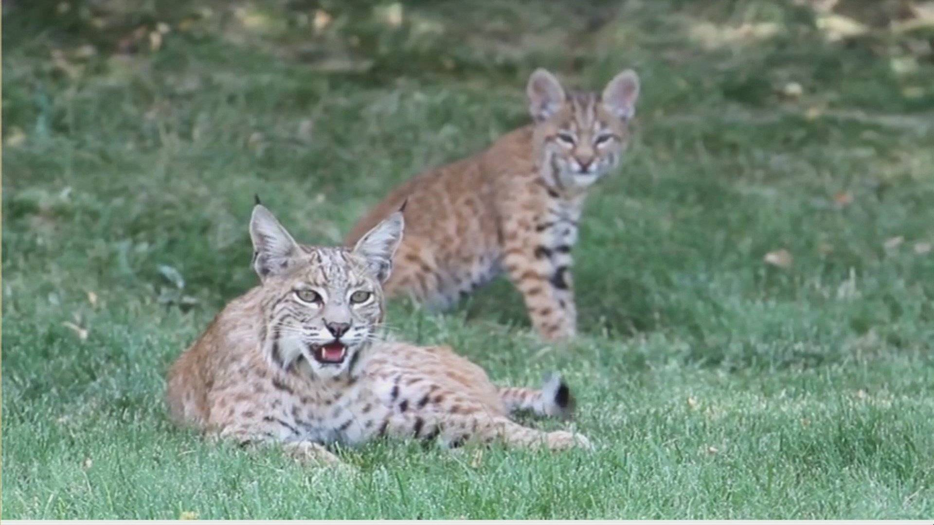 Headed to Lucky Peak? You might spot this bobcat family | ktvb.com