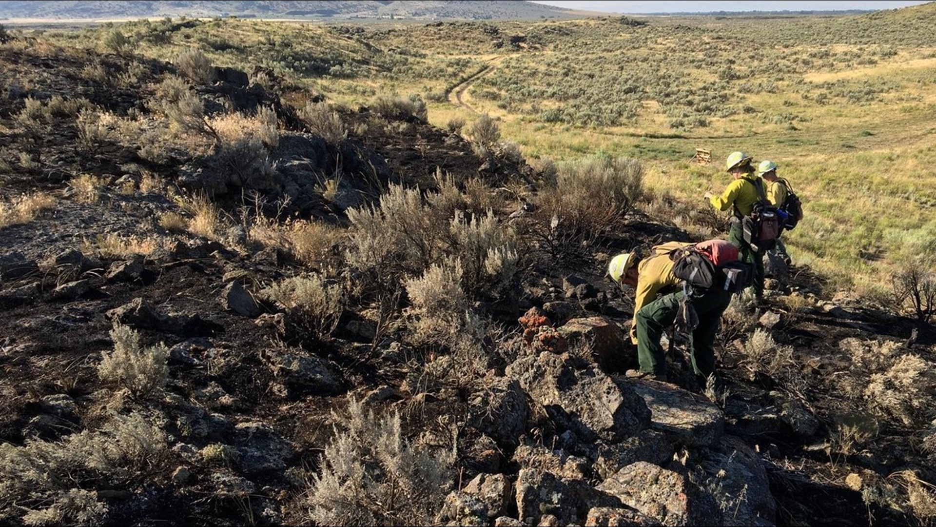 Volunteers needed to plant sagebrush in fire-damaged habitat | ktvb.com