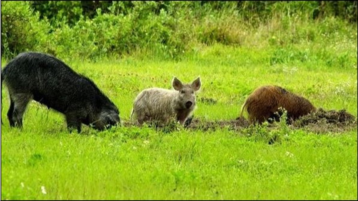 Feral swine population plummets in Oregon | ktvb.com
