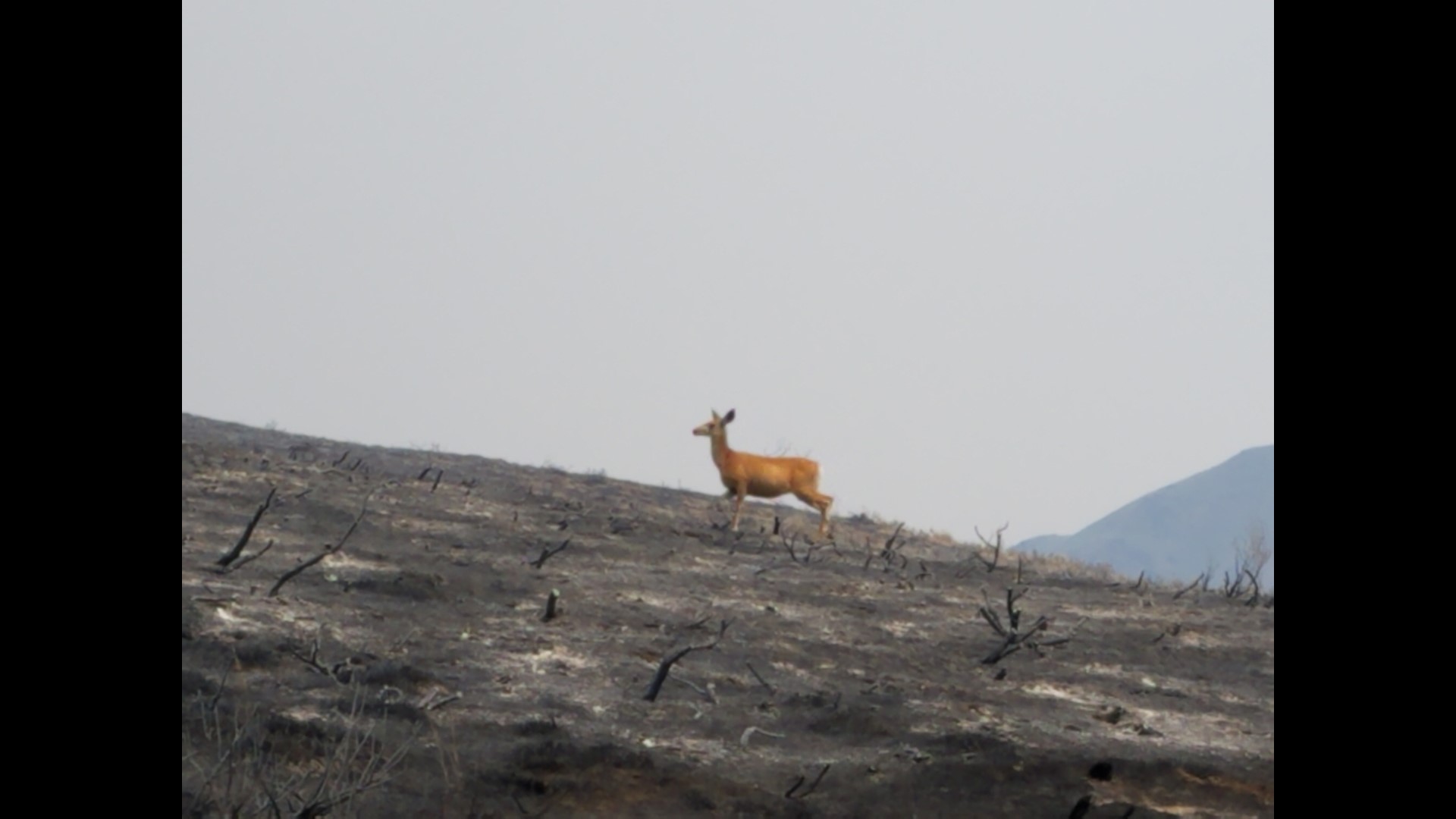 Fire managers cautiously optimistic about Sharps Fire fight | ktvb.com