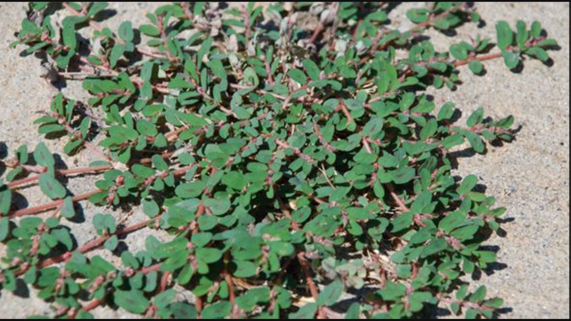 You Can Grow It: Common weeds | ktvb.com