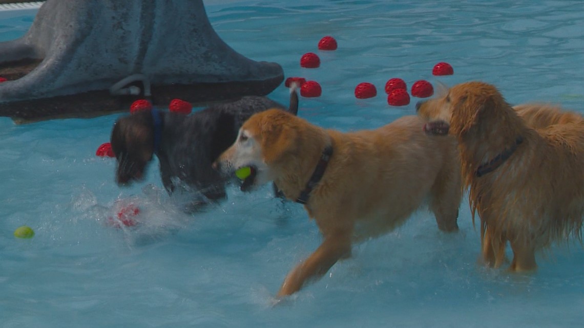 See Spot Splash event at the Boise Natatorium | ktvb.com