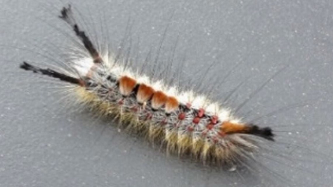 Caterpillars in the Boise National Forest leave campers with rashes ...