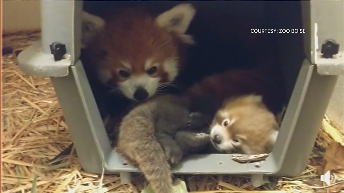 Baby red panda joins Zoo Boise family | ktvb.com