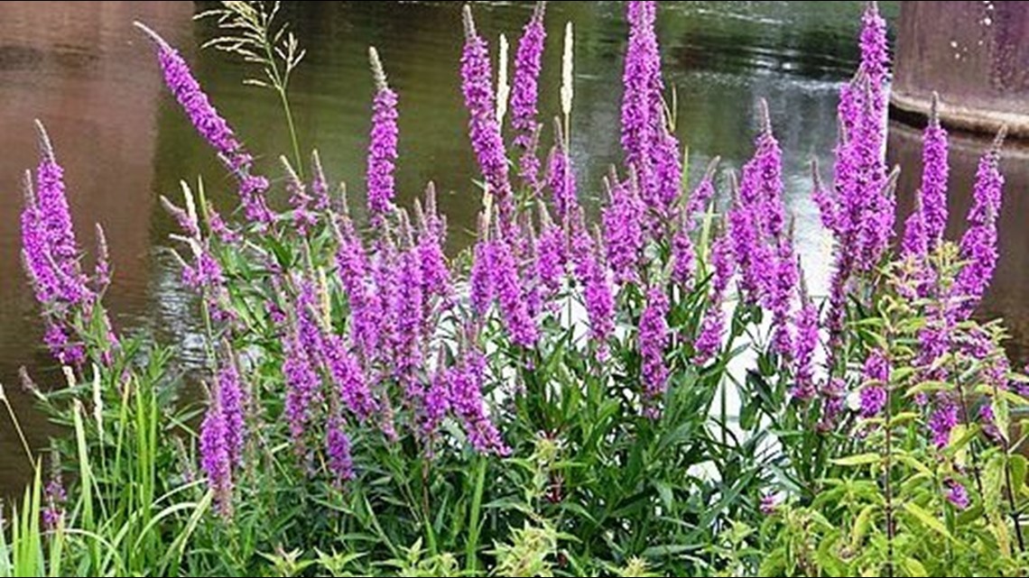 Keep your eye out for purple loosestrife | ktvb.com