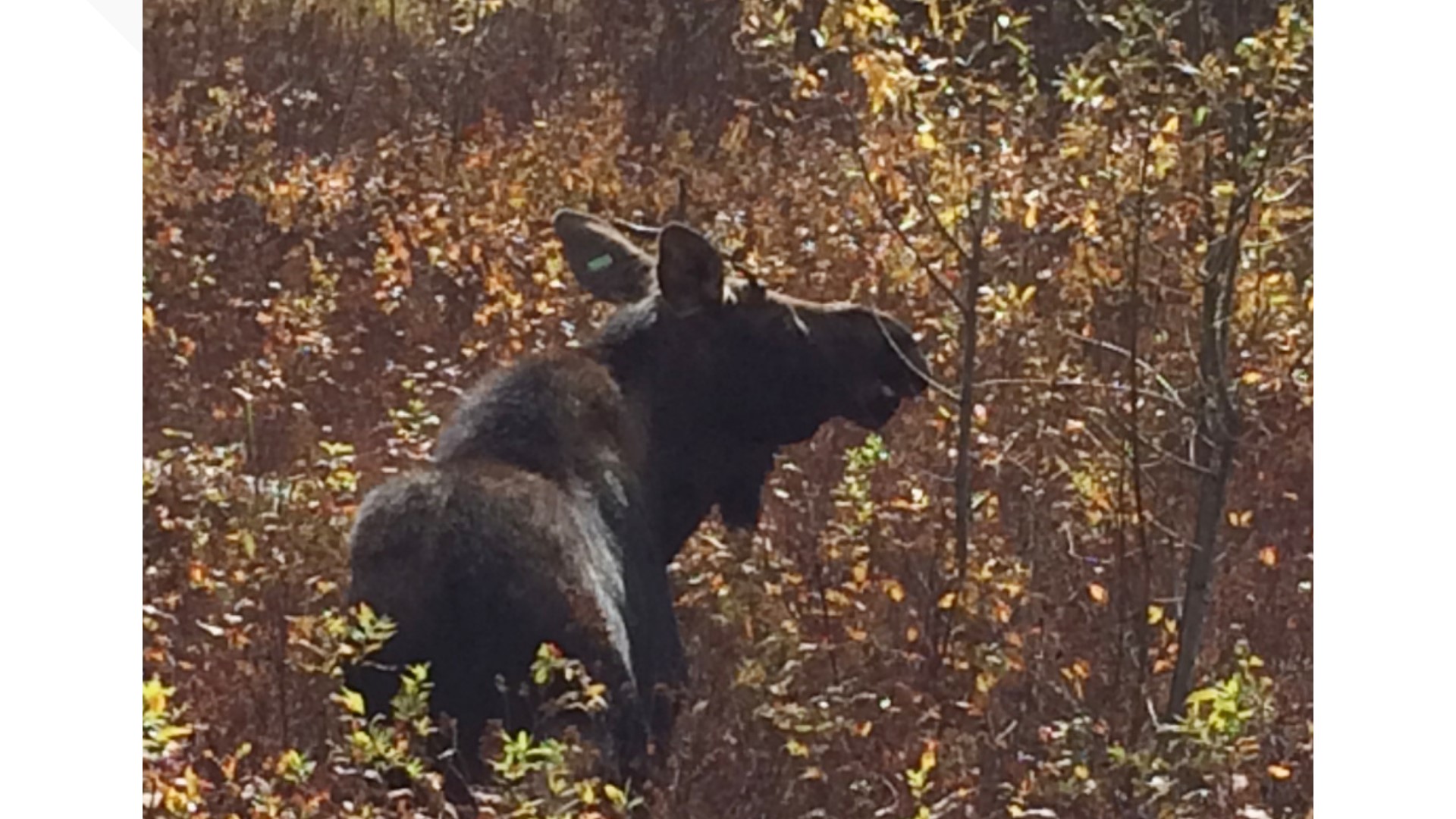 2 moose shot and left to rot near Banks | ktvb.com