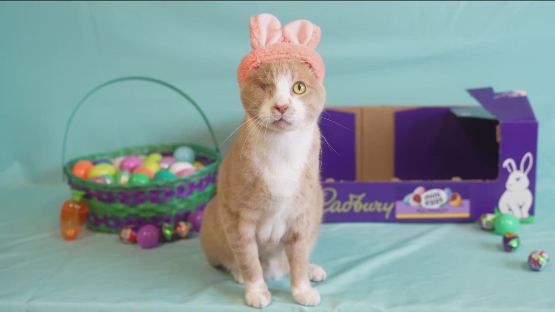 Meet Crash: One-eyed cat from Idaho wins Cadbury Bunny competition ...